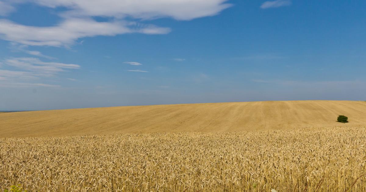 War in Ukraine threatens food security around the world | Mercy Corps