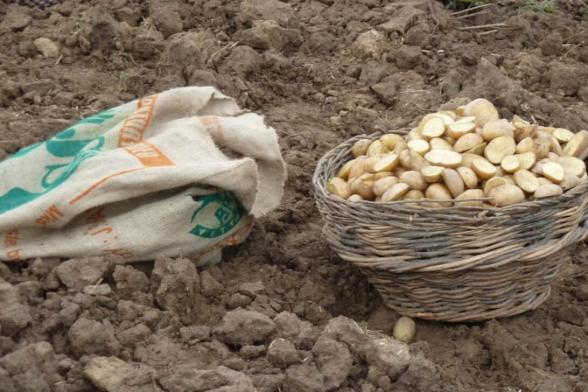 Chipping in to help India's farmers grow potatoes | Mercy Corps
